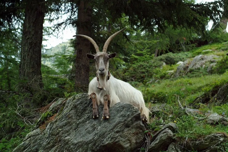 Maschèrpa - Ricotta d'Alpeggio Stagionata - Valtellina