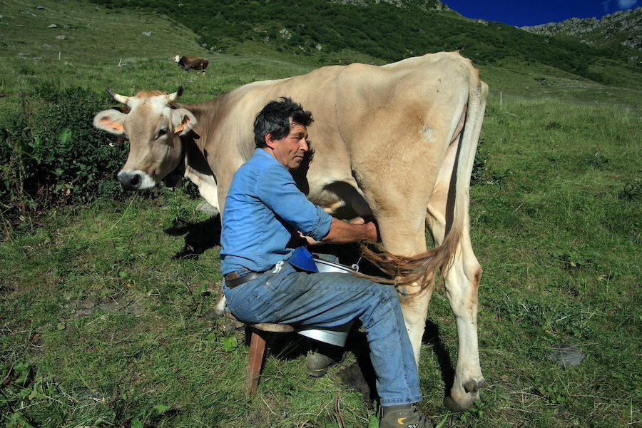 Storico Ribelle (Ex Bitto) - Formaggio Tipico delle Alpi Orobie